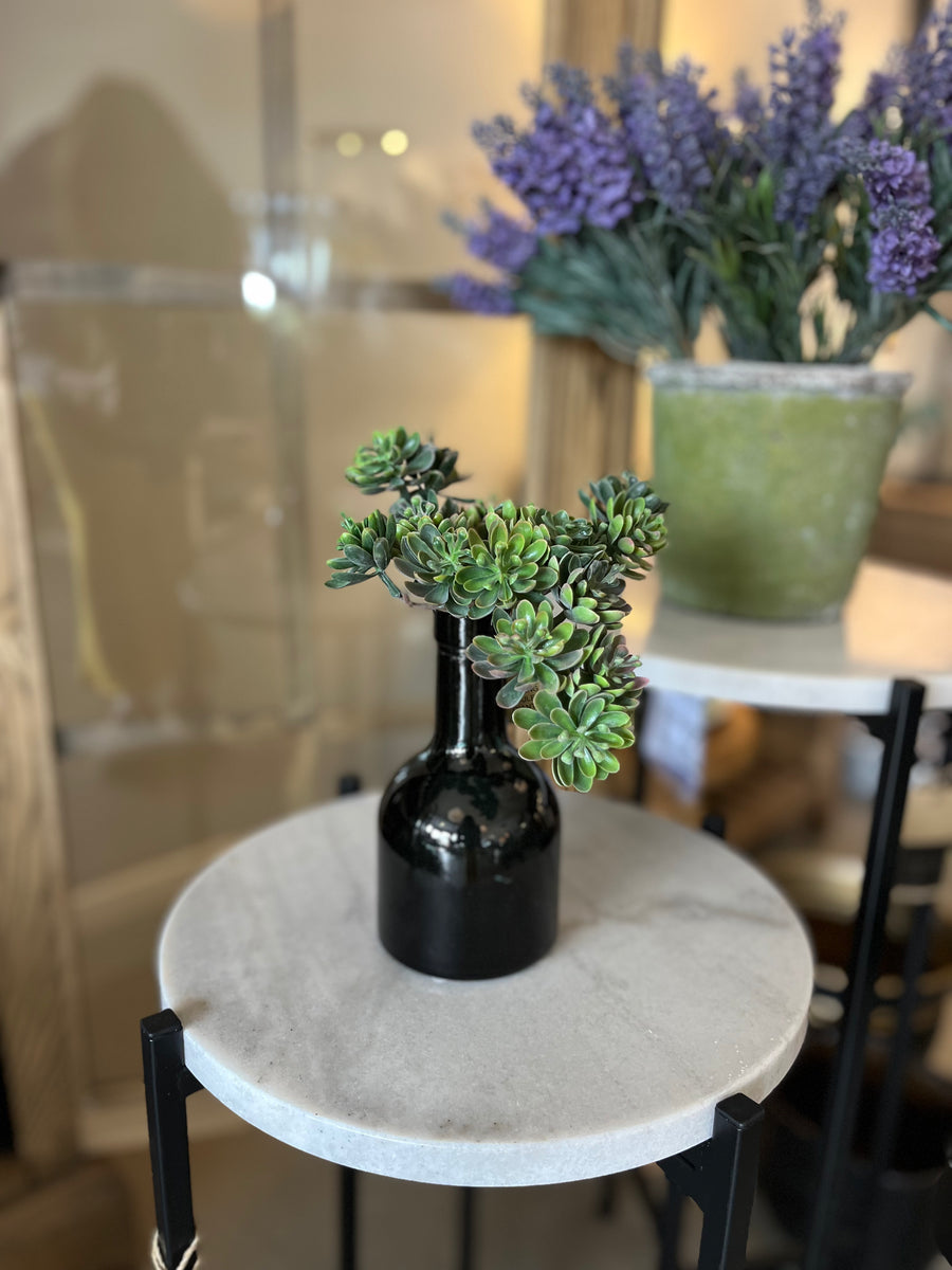 Hanging Succulent – Tussocks Homeware